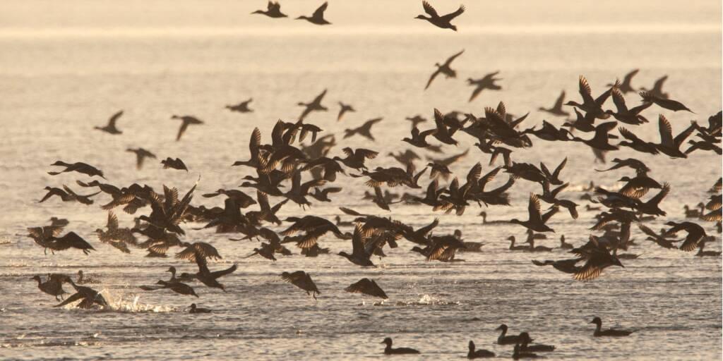 "Bird migration": Documentary film screenings by the Ligue de ...